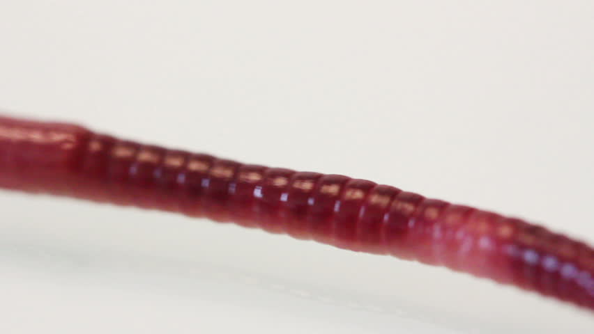 Red Worm Macro Stock Footage Video (100% Royalty-free) 4971245 ...