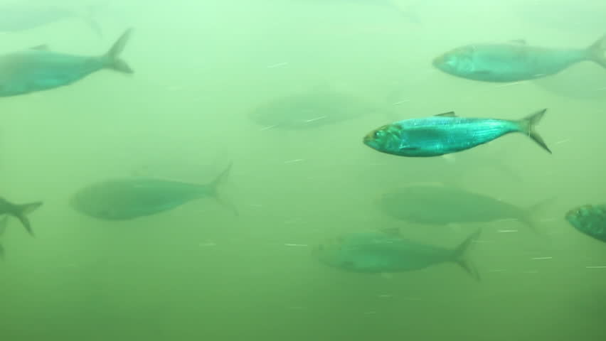 shad swimming through fish ladder Stock Footage Video (100% Royalty ...