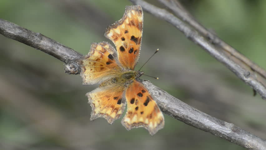 Zephyr Angle Wing Butterfly Stock Video Footage - 4K and HD Video Clips ...
