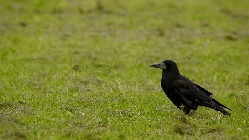 Crows On a Field Searching Stock Footage Video (100% Royalty-free ...