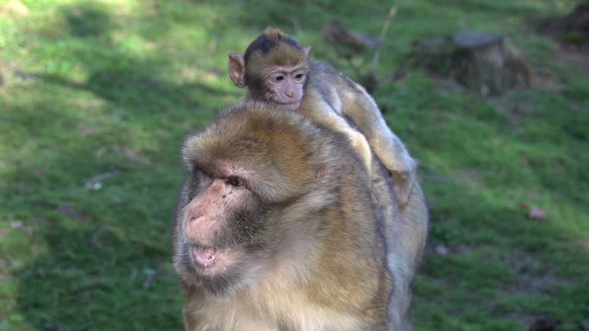 Baby Ape Sitting On Back Stock Footage Video (100% Royalty-free ...