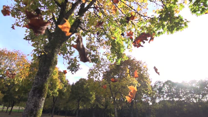autumn leaves falling slow motion colorful Stock Footage Video (100% ...