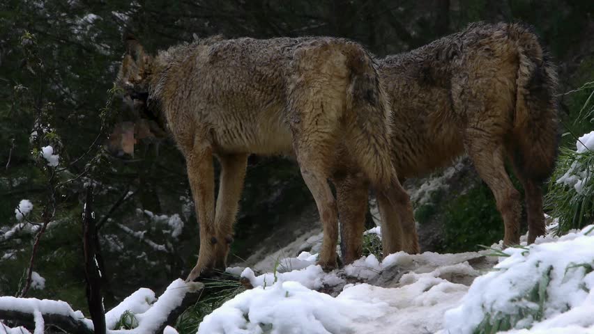 wolves snowy forest Stock Footage Video (100% Royalty-free) 5000738 ...