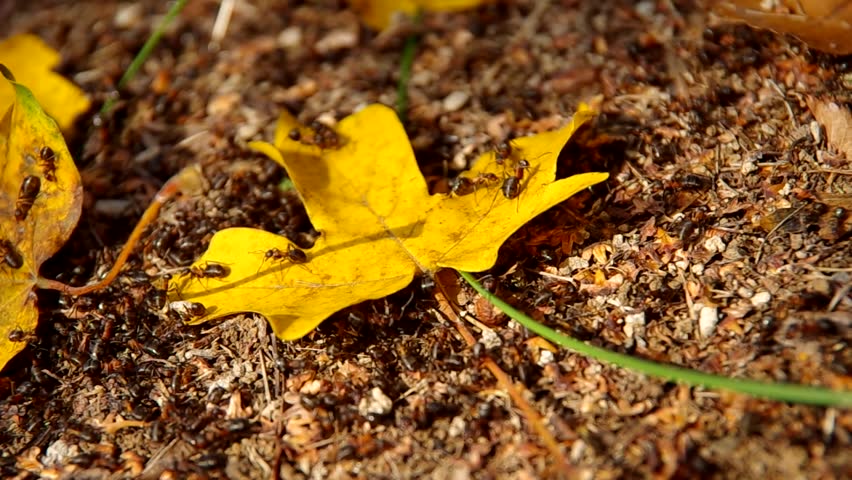 ants running around anthill Stock Footage Video (100% Royalty-free ...
