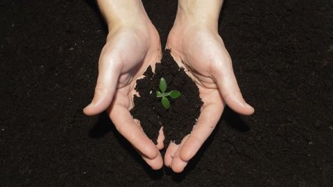 Plant Hands Stock Footage Video (100% Royalty-free) 5009627 | Shutterstock
