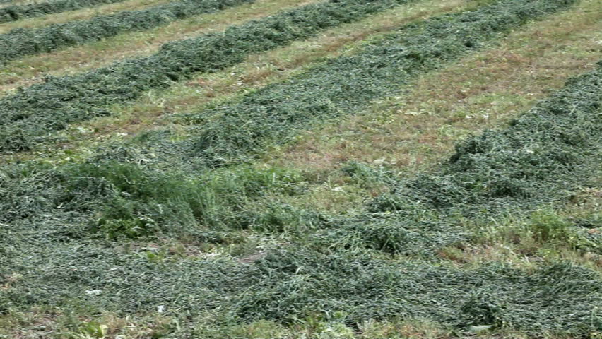 Fresh Cut Alfalfa Hay On Stock Footage Video (100% Royalty-free) 501454 | Shutterstock