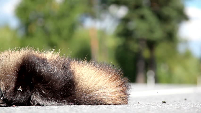 The Innards or the Guts Stock Footage Video (100% Royalty-free) 5031527 ...