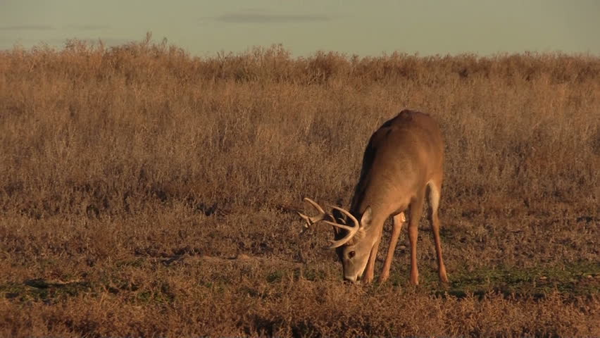 whitetail buck feeding Stock Footage Video (100% Royalty-free) 5033012 ...