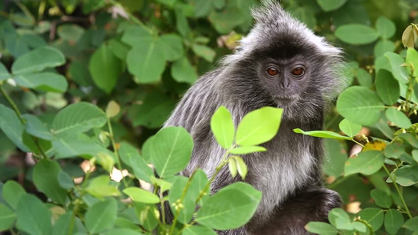 Endangered Silver Leaf Monkey or Stock Footage Video (100% Royalty-free ...