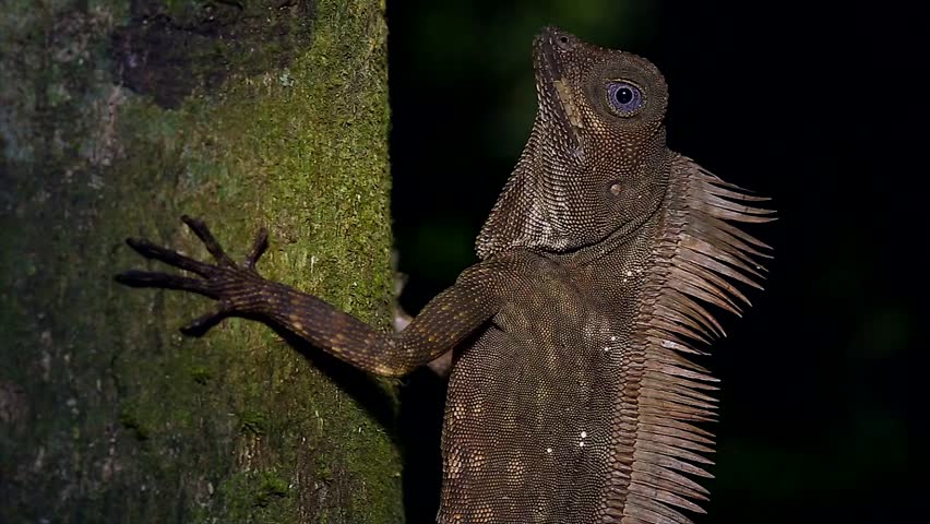 blue-eyed angle-headed crested forest lizard gonocephalus Stock Footage ...