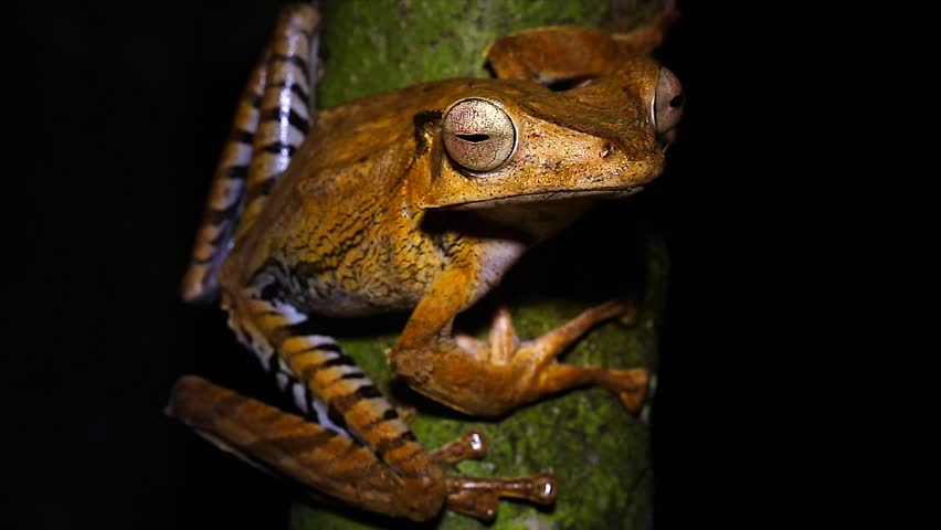 File-eared Frog (polypedates Otilophus) in Stock Footage Video (100% ...