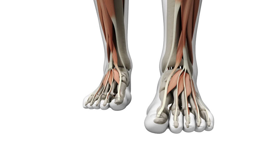 animation showing human muscle system Stock Footage Video (100% Royalty ...