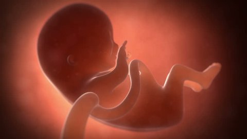 human fetus internal organs development timelaps Stock Footage Video ...