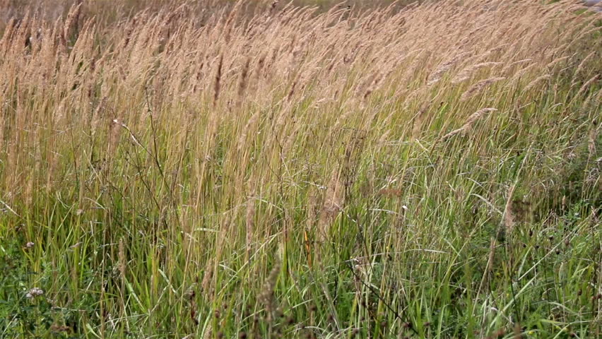Tall Grass Stalks In The Stock Footage Video 100 Royalty Free 5041874 Shutterstock