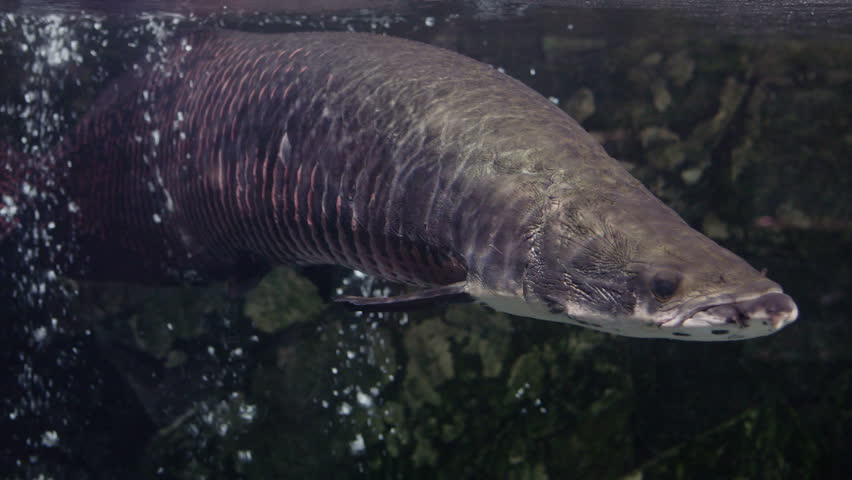 Big Fish Swimming in Fish Stock Footage Video (100% Royalty-free ...