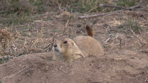 Gopher Squeaking Hungry Voice Stock Footage Video (100% Royalty-free ...
