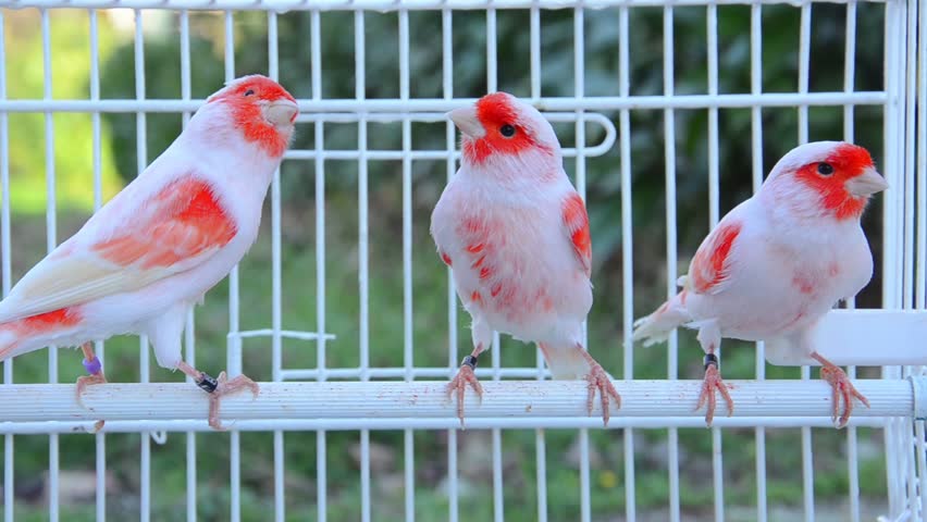 canary birds Stock Footage Video (100% Royalty-free) 5060126 | Shutterstock