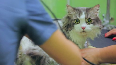 Scared Cat Being Shaved Veterinary Clinic Stock Footage Video (100% ...