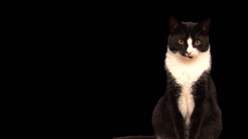 Alpha Channel Cat Moves Towards Stock Footage Video (100% Royalty-free ...