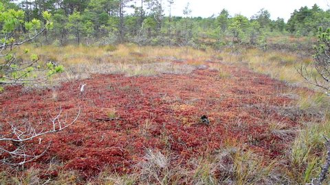 Parasitic Plant Red Dodder Cuscuta Epithymum Stock Photo 1562051494 ...