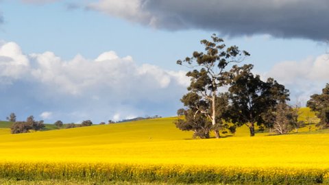 Popler Trees During Autumn Cooma New Stock Photo 646630129 | Shutterstock