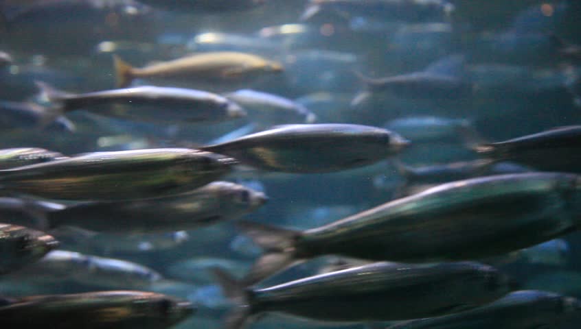 Herring Fish Swimming in Aquarium Stock Footage Video (100% Royalty ...