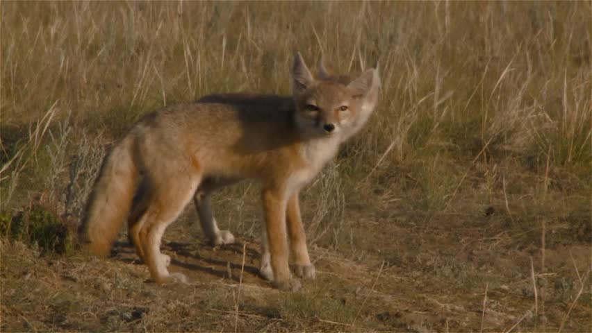 pair swift fox cubs sitting alberta Stock Footage Video (100% Royalty ...