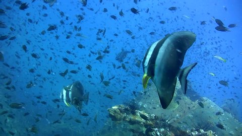 Tallfin Batfish On Top Sugar Wreck Stock Footage Video (100% Royalty ...
