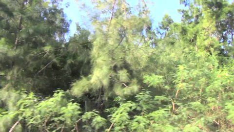 Top View Invincible Forest Fire Stock Footage Video (100% Royalty-free ...