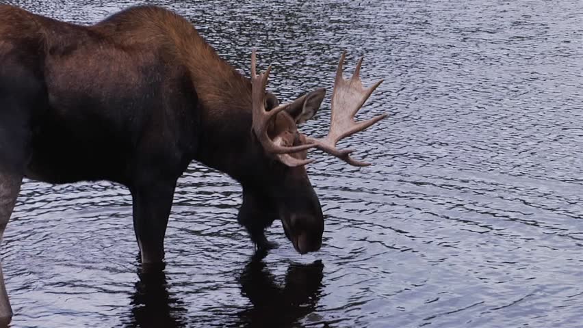 moose stands water takes drink lake Stock Footage Video (100% Royalty ...