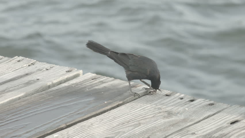 boat tailed grackle calling eating some Stock Footage Video (100% ...