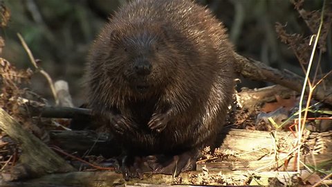 Beaver Chewing On Log Stock Footage Video (100% Royalty-free) 5118869 ...