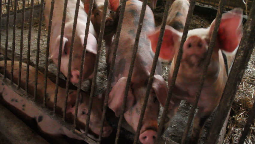 pig sniff camera through bars on Stock Footage Video (100% Royalty-free ...