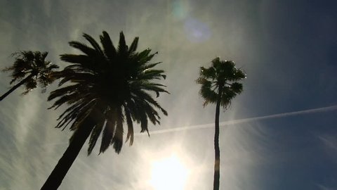 driving through palm trees on beverly Stock Footage Video (100% Royalty ...