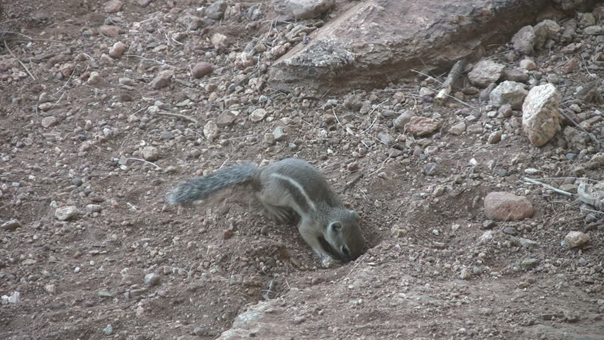 ground squirrel digging desert Stock Footage Video (100% Royalty-free ...