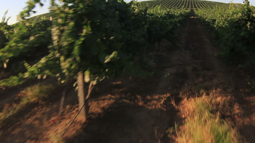 dark-green field young grapes Stock Footage Video (100% Royalty-free ...