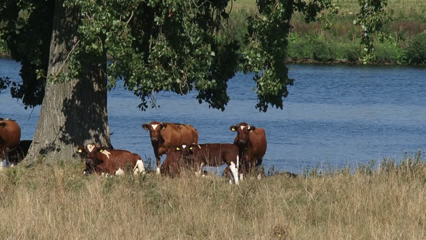 Deep Red Cattle, Livestock Herd Stock Footage Video (100% Royalty-free ...