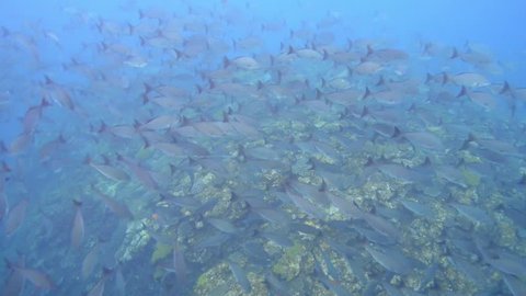 Big School Buffalo Bream Kyphosus Sydneyanus Stock Footage Video (100% ...