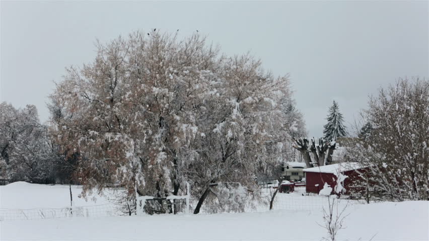 Snow Covered Tree Winter Birds Stock Footage Video (100% Royalty-free ...