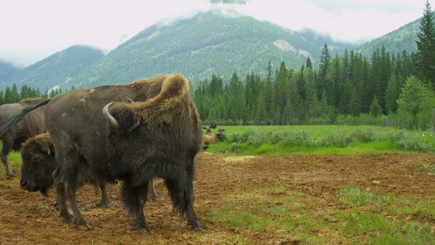 American Bison Feeding Near Rocky Stock Footage Video (100% Royalty ...