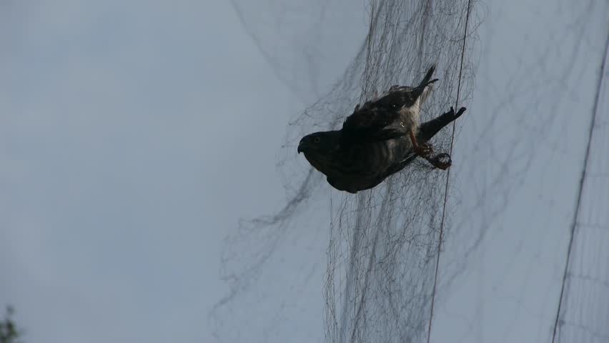 Bird Trapped in Net,struggling to Stock Footage Video (100% Royalty ...
