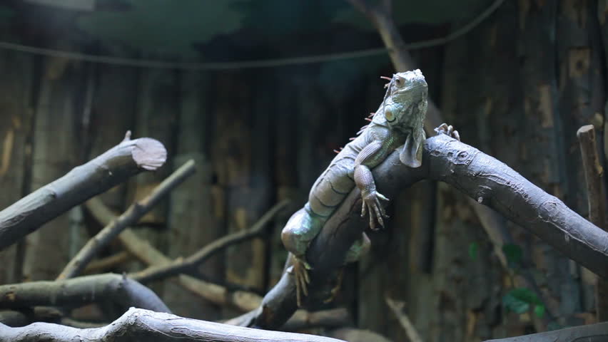 Green Iguana Iguana Iguana Vivarium Stock Footage Video (100% Royalty ...