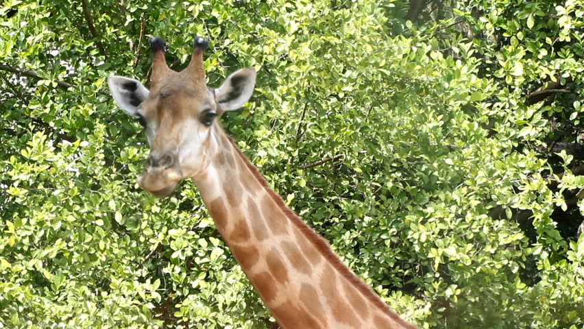 Giraffe Eat Leaf in Zoo, Stock Footage Video (100% Royalty-free ...