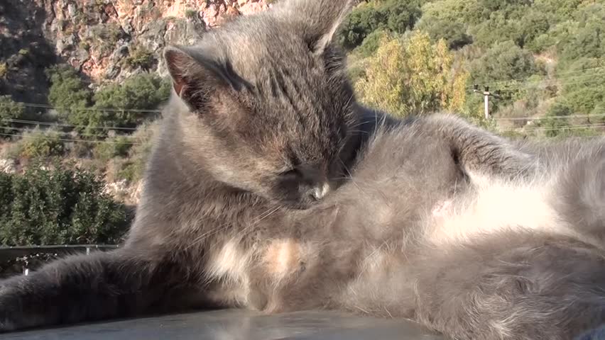 ash colored cat cleans itself on Stock Footage Video (100% Royalty-free ...