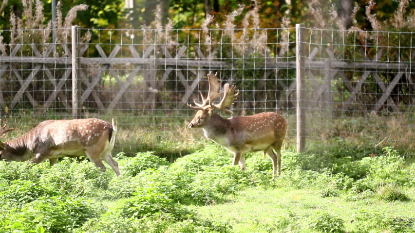 Two Adult Dears with Antlers Stock Footage Video (100% Royalty-free ...