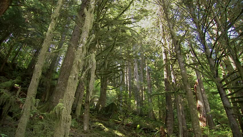 A British Columbian Forest and Stock Footage Video (100% Royalty-free ...