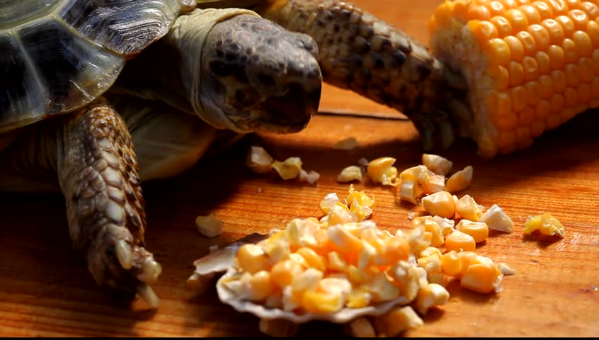 Hungry Tortoise Eating Corn On Stock Footage Video (100% Royalty-free ...
