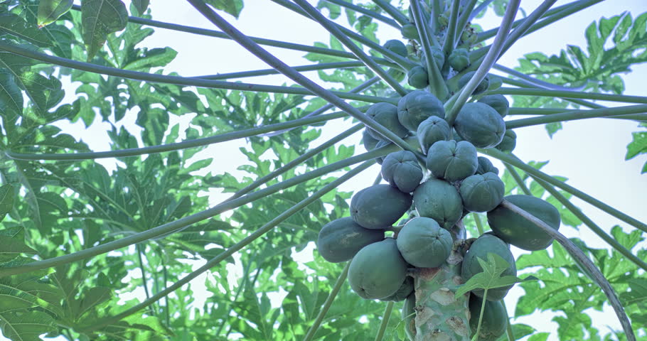 Uhd, 4k, Papaya Fruit Tree Stock Footage Video (100% Royalty-free ...