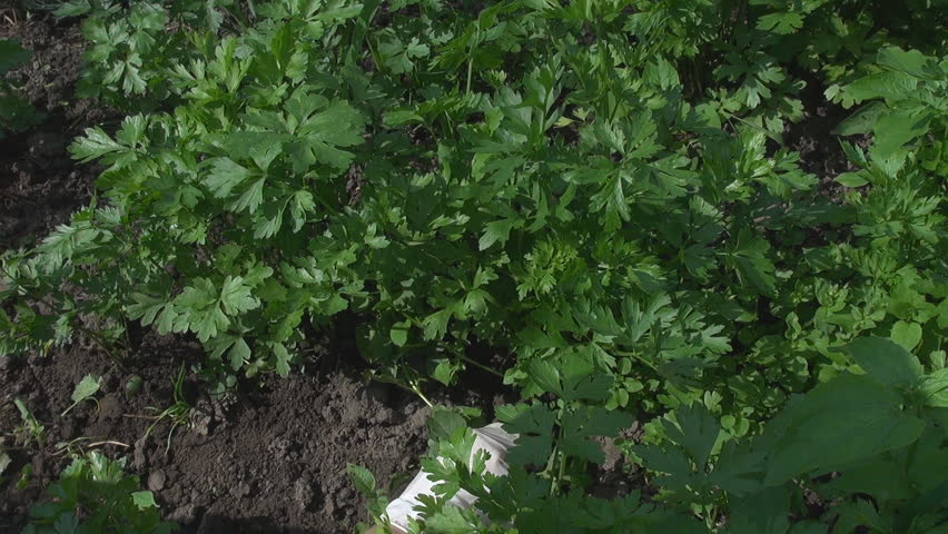 farmer worker hand weed persil parsley Stock Footage Video (100% ...