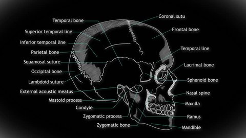 4k Human Skull Structure Animation Illustration Stock Footage Video ...